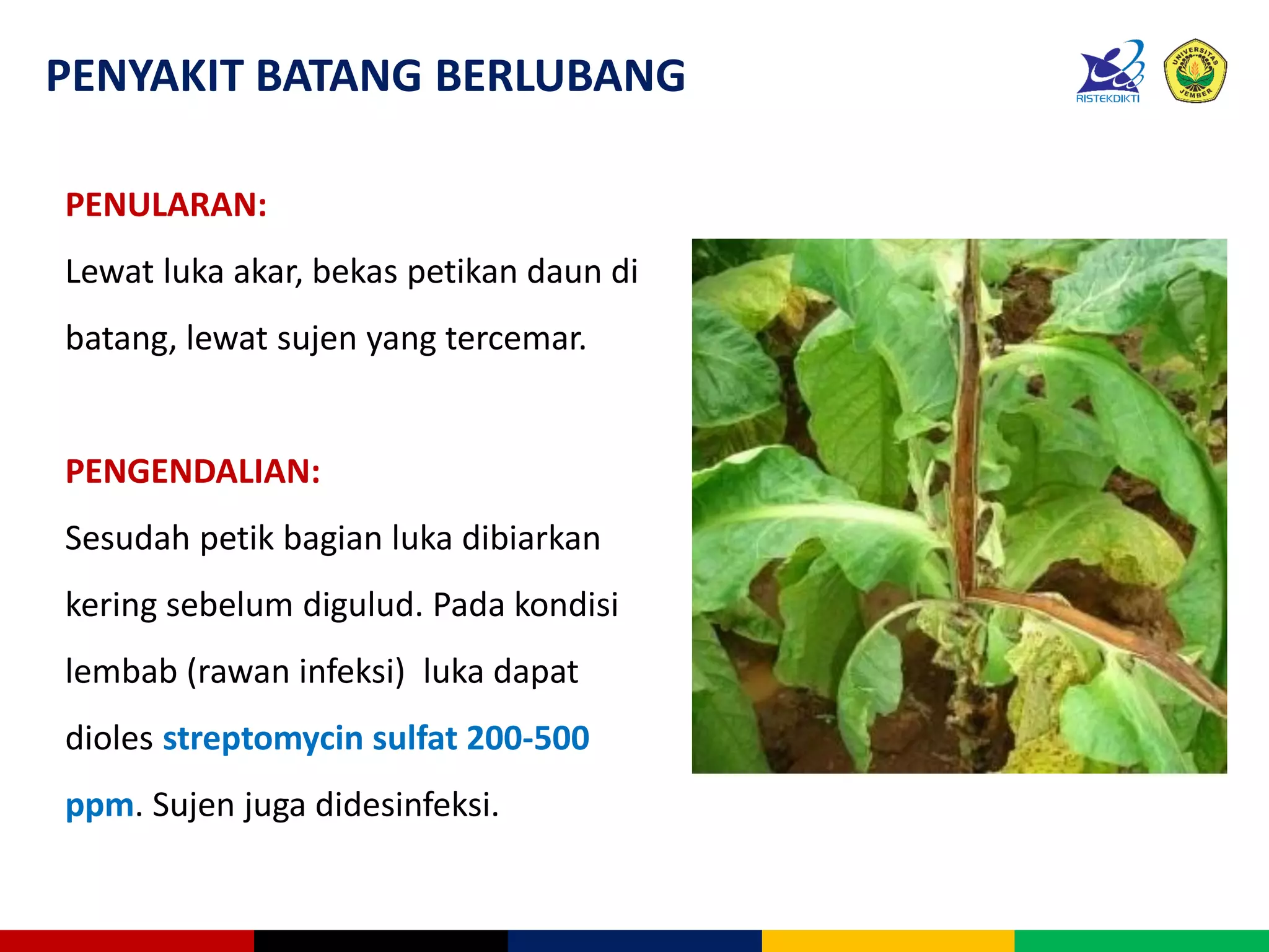 Penyakit Pada Tanaman Tembakau dan Teknik Pengendaliannya | PDF