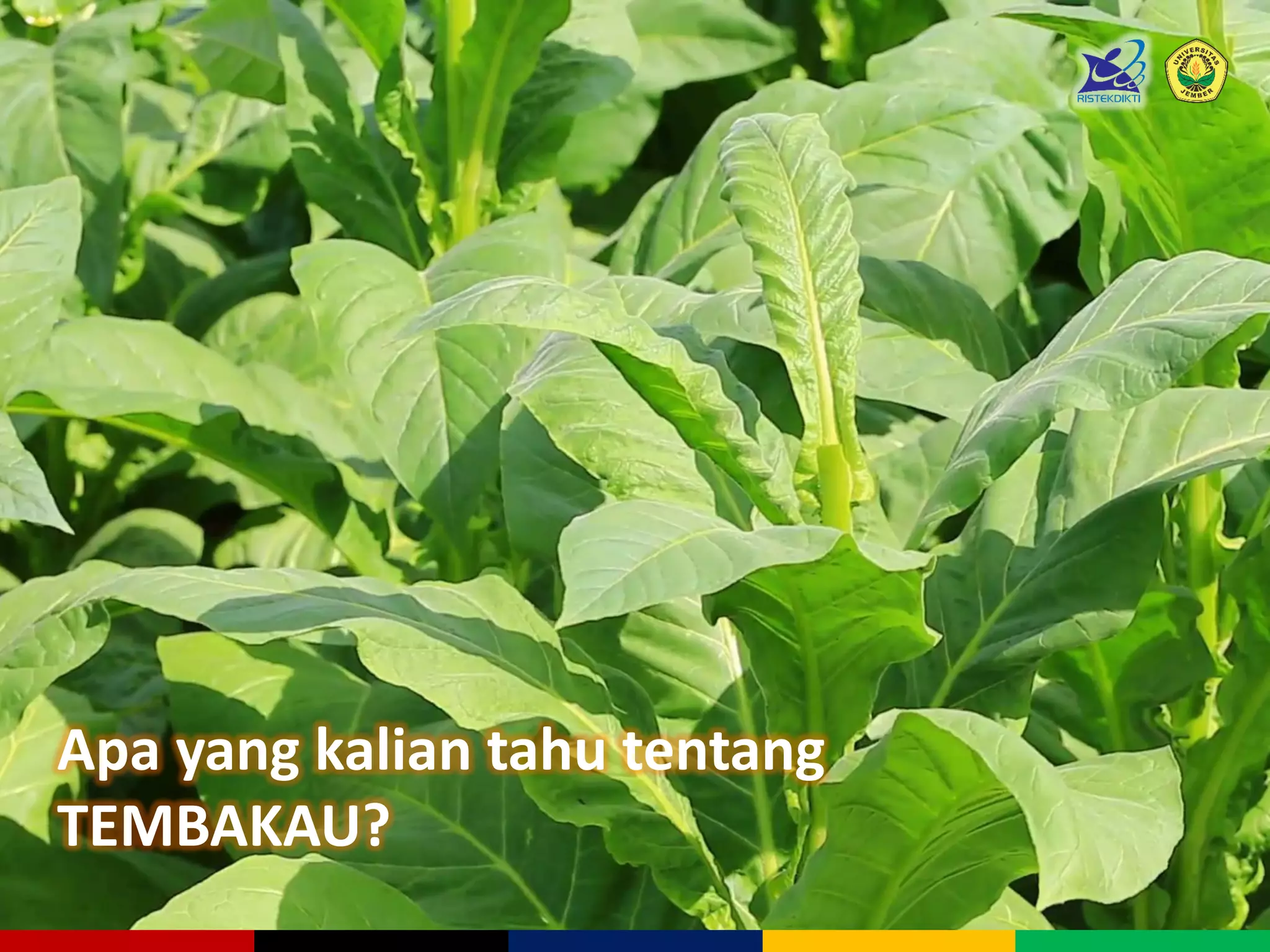 Penyakit Pada Tanaman Tembakau dan Teknik Pengendaliannya | PDF