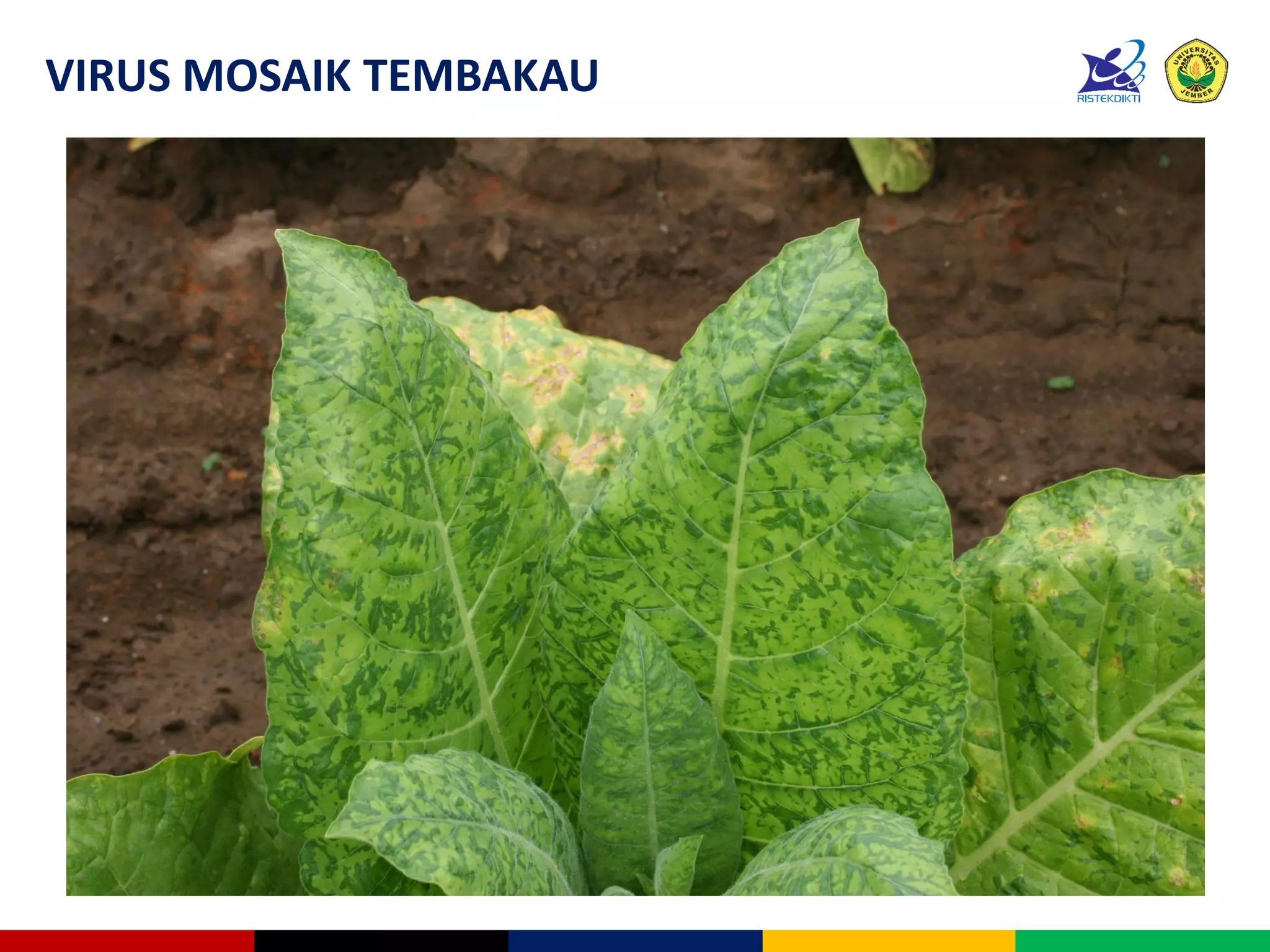 Penyakit Pada Tanaman Tembakau dan Teknik Pengendaliannya | PDF