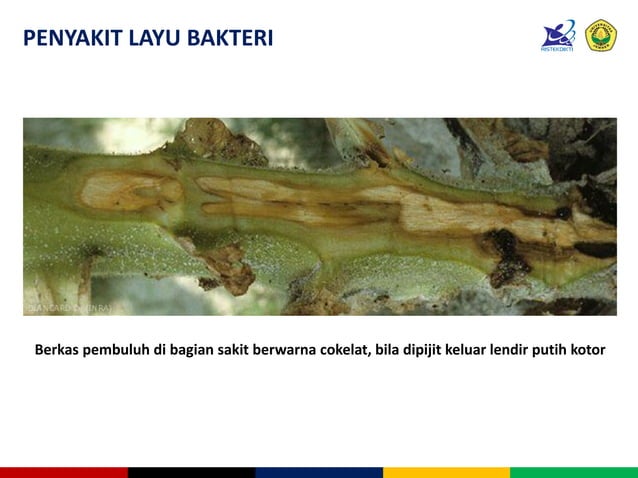 Penyakit Pada Tanaman Tembakau dan Teknik Pengendaliannya | PDF