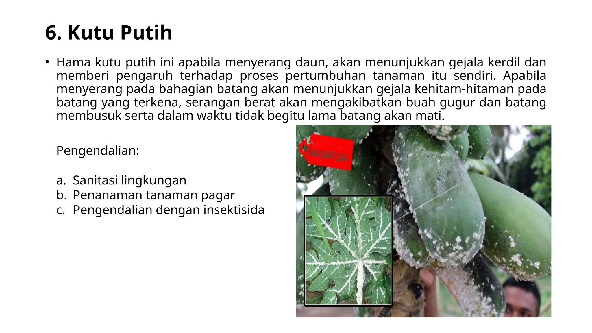 ORGANISME PENGGANGGU TANAMAN UTAMA PEPAYA Print.pptx