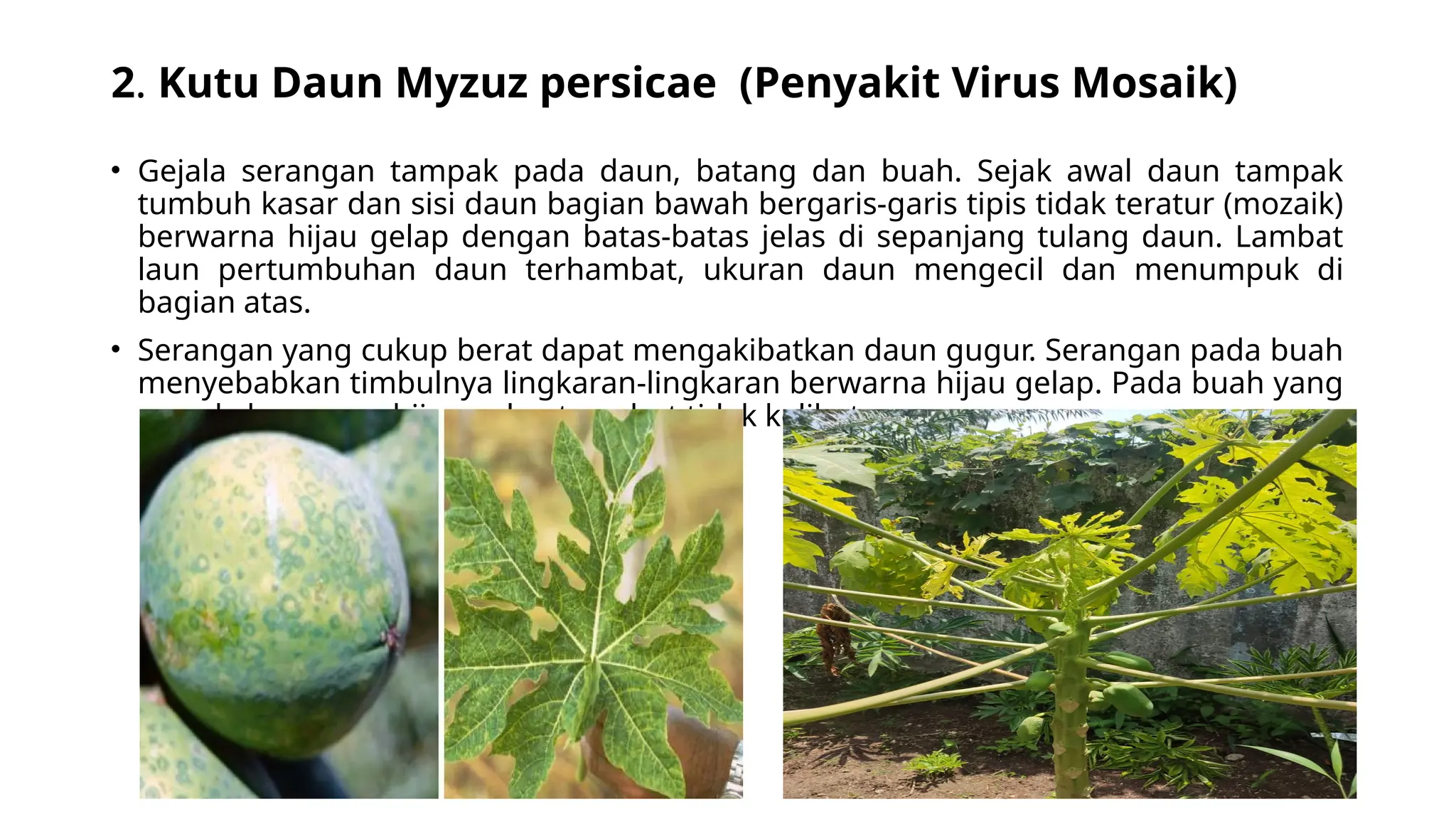 ORGANISME PENGGANGGU TANAMAN UTAMA PEPAYA Print.pptx