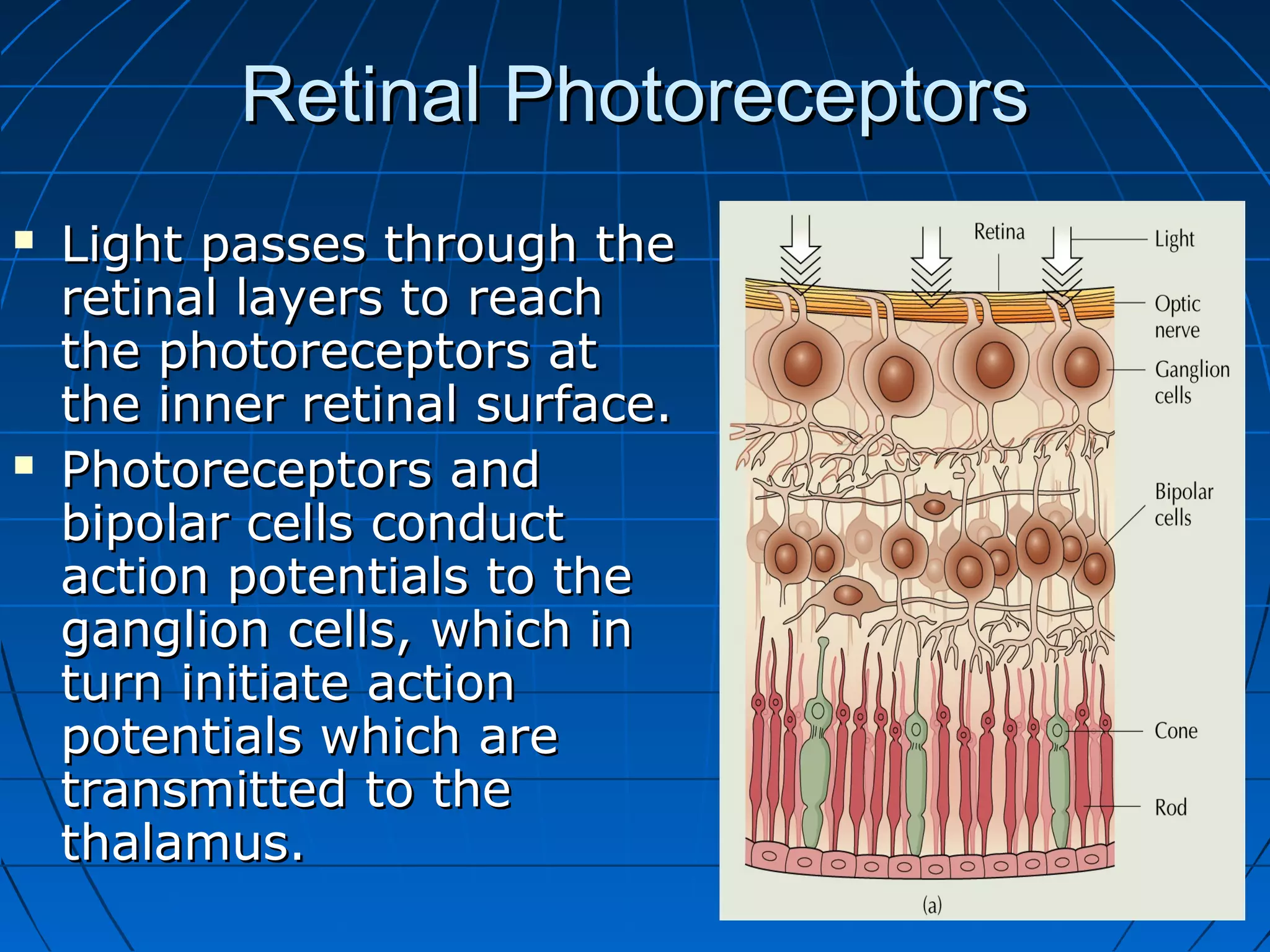 Physiology of Special Senses and Perception | PPT