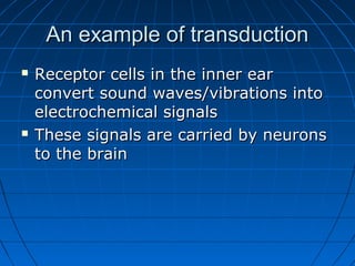Physiology of Special Senses and Perception | PPT