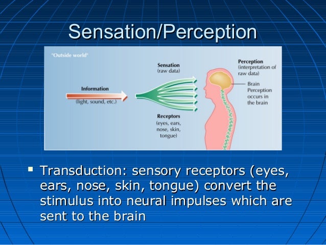 Physiology of Special Senses and Perception