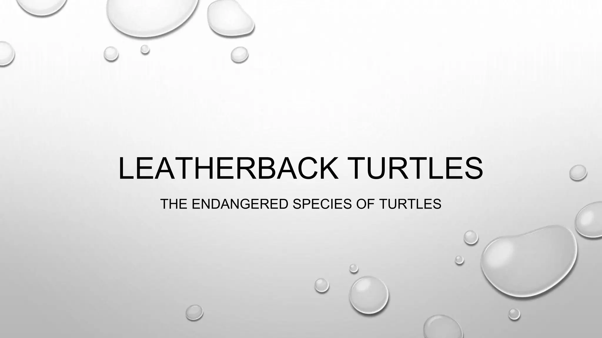 Save the Leatherback turtles | PPTX | Reptiles | Pets