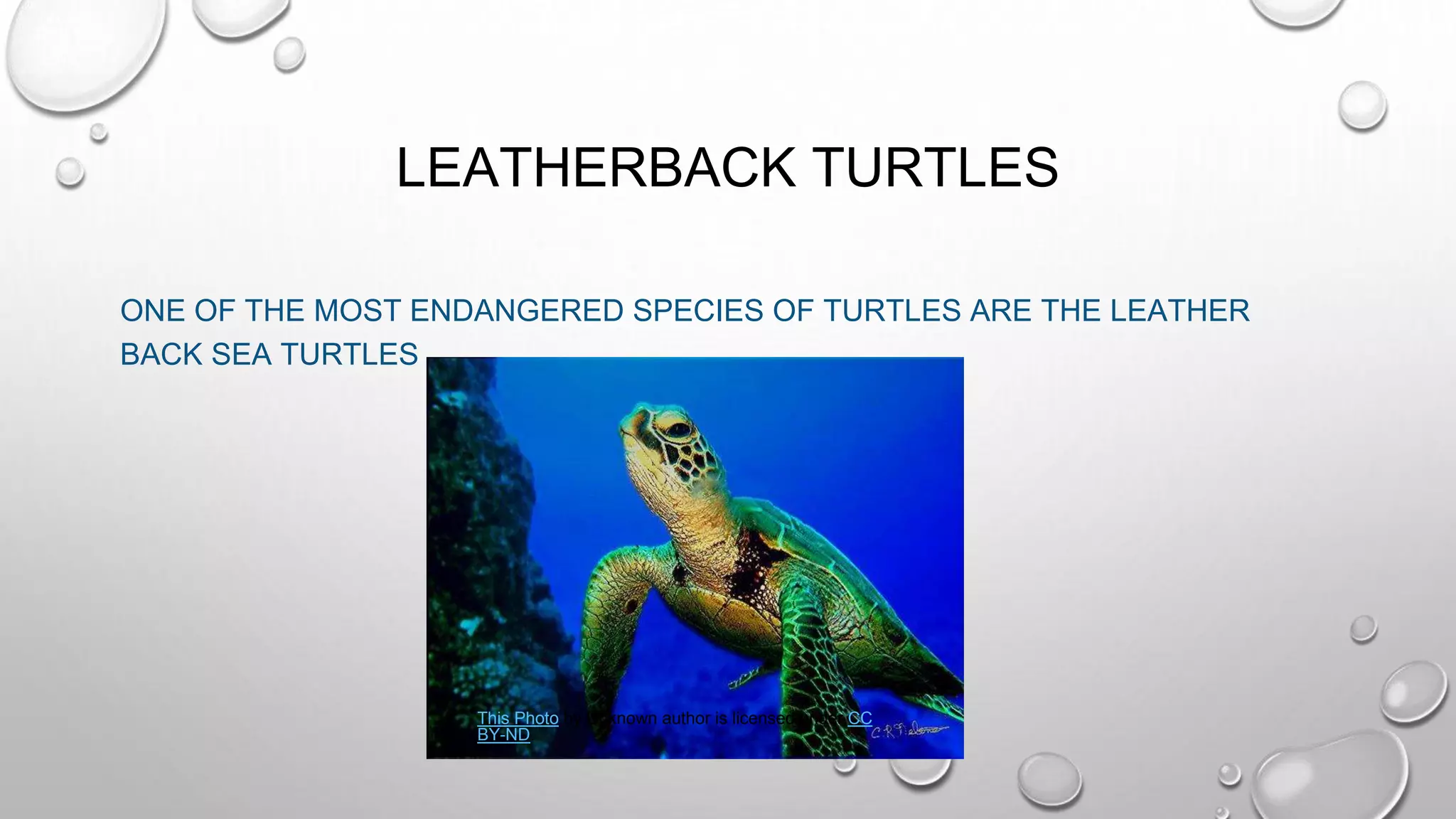 Save the Leatherback turtles | PPTX | Reptiles | Pets