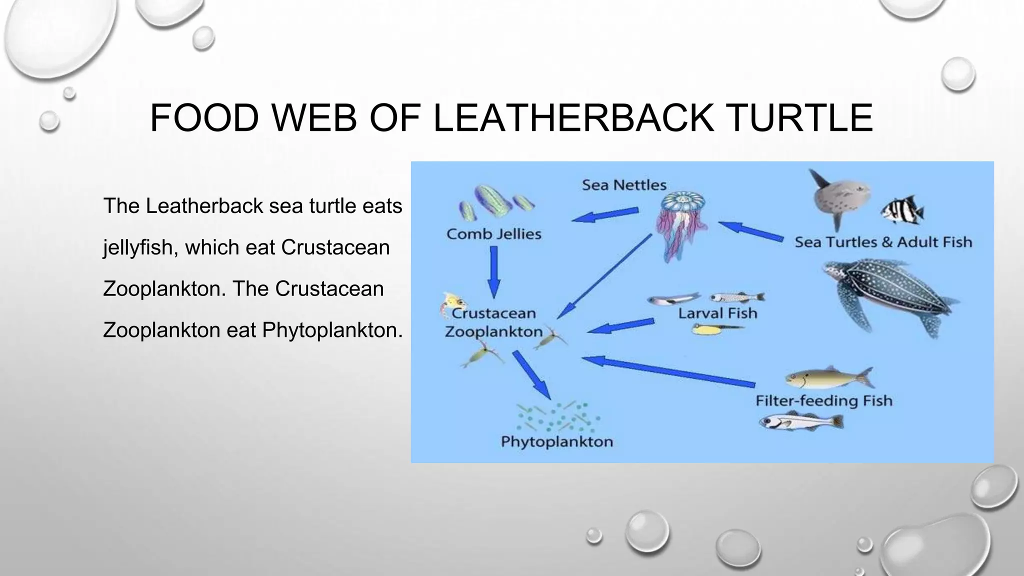 Save the Leatherback turtles | PPTX | Reptiles | Pets