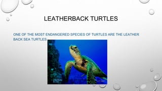 Save the Leatherback turtles | PPTX | Reptiles | Pets