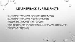 Save the Leatherback turtles | PPTX | Reptiles | Pets