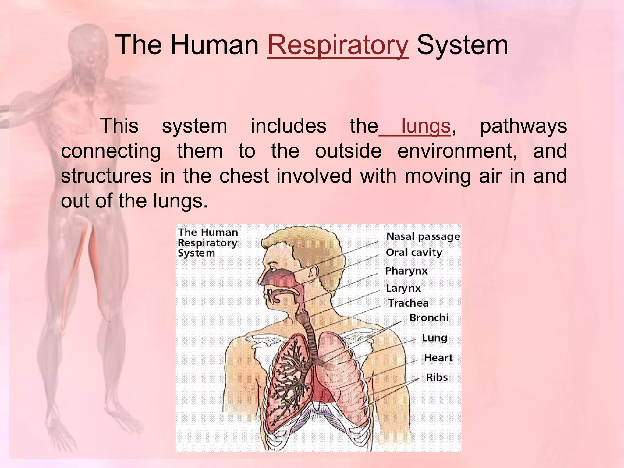 Oracion tipos (1) | PPTX | Lung and Respiratory Health | Diseases and Conditions