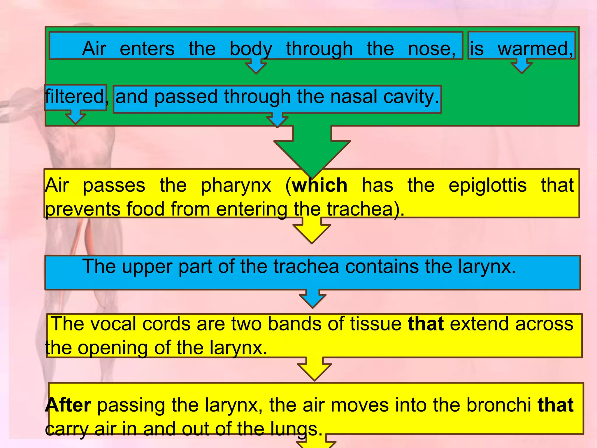 Oracion tipos (1) | PPTX | Lung and Respiratory Health | Diseases and Conditions