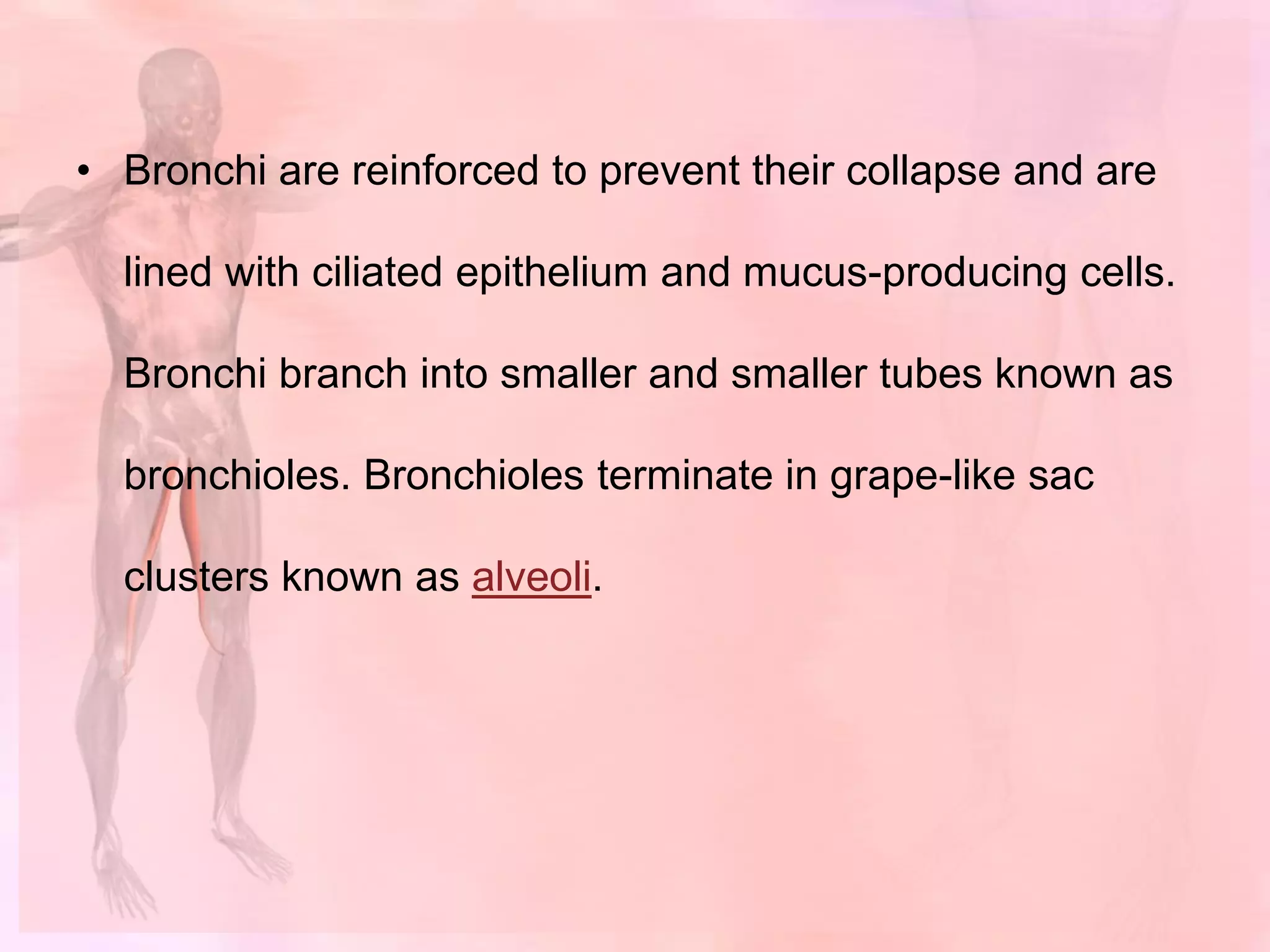 Oracion tipos (1) | PPTX | Lung and Respiratory Health | Diseases and Conditions