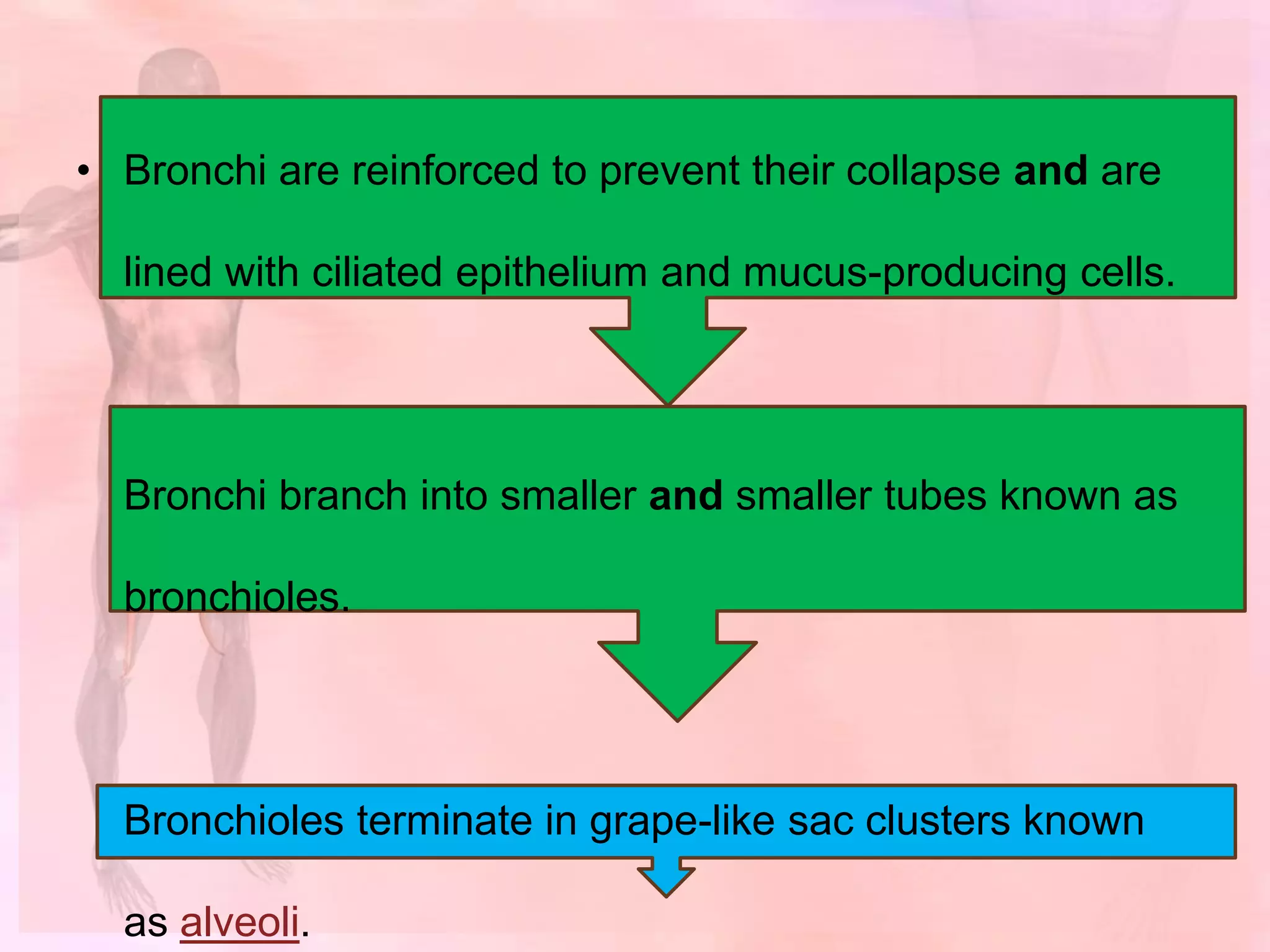 Oracion tipos (1) | PPTX | Lung and Respiratory Health | Diseases and Conditions