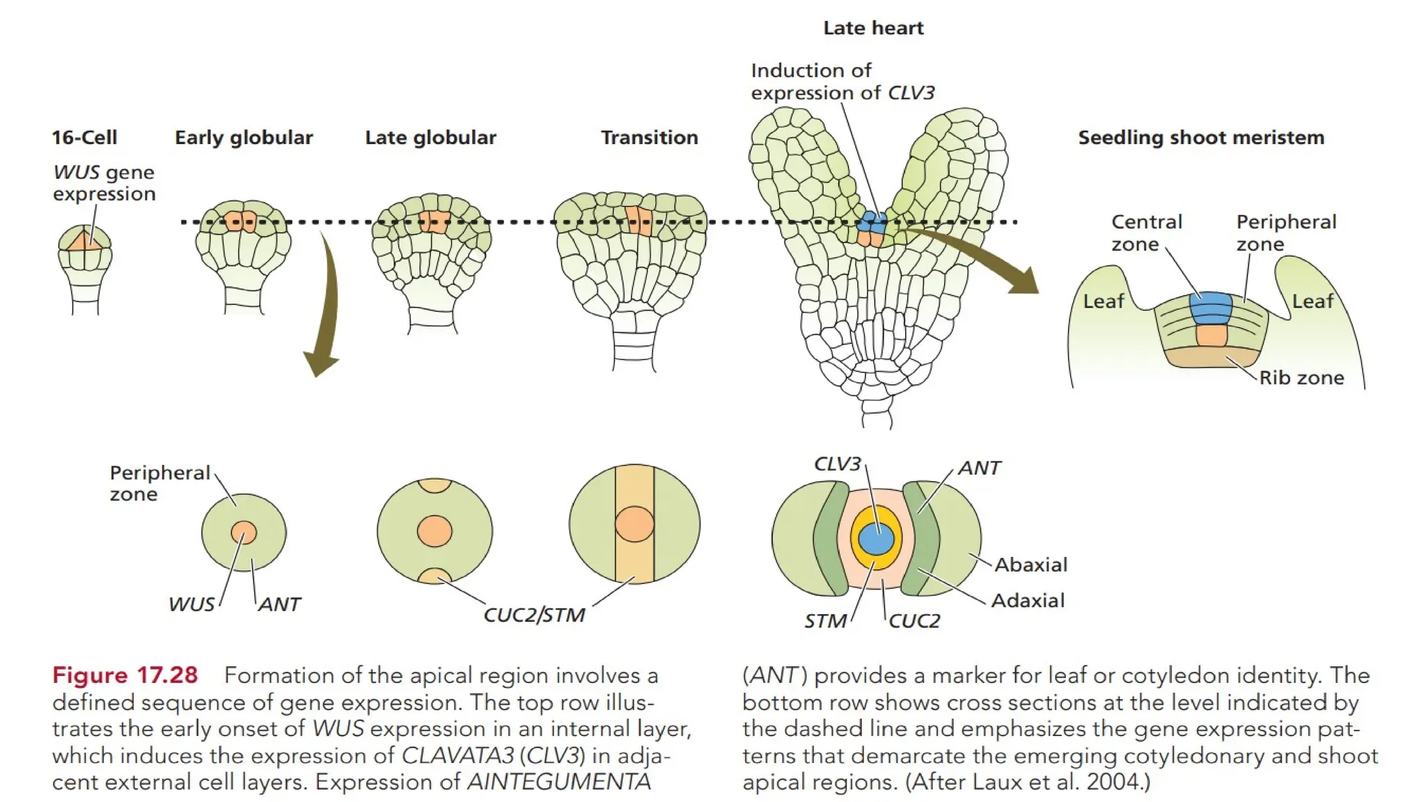 Organization of SAM, cytological and molecular analysis.pptx