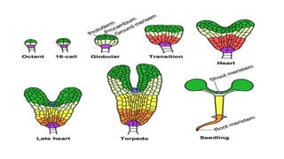 Organization of SAM, cytological and molecular analysis.pptx