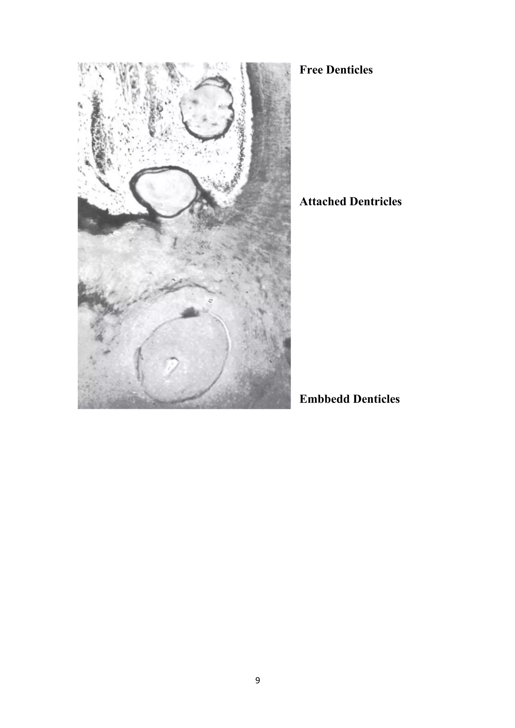 Oral-Histology-pulp-converted (1).pdf