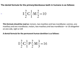 Oral Anatomy Concised Review | PPT