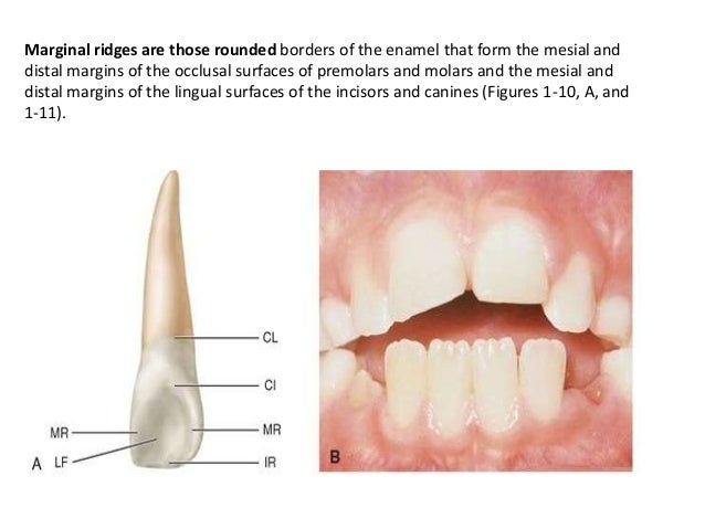 Oral Anatomy Concised Review