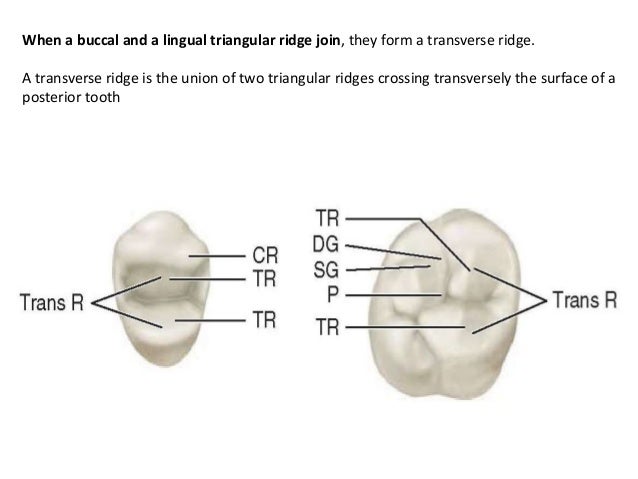 Oral Anatomy Concised Review