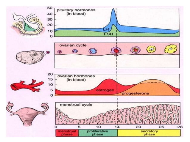 Oral and injectable contraceptive steroids | DOCX | Birth Control ...