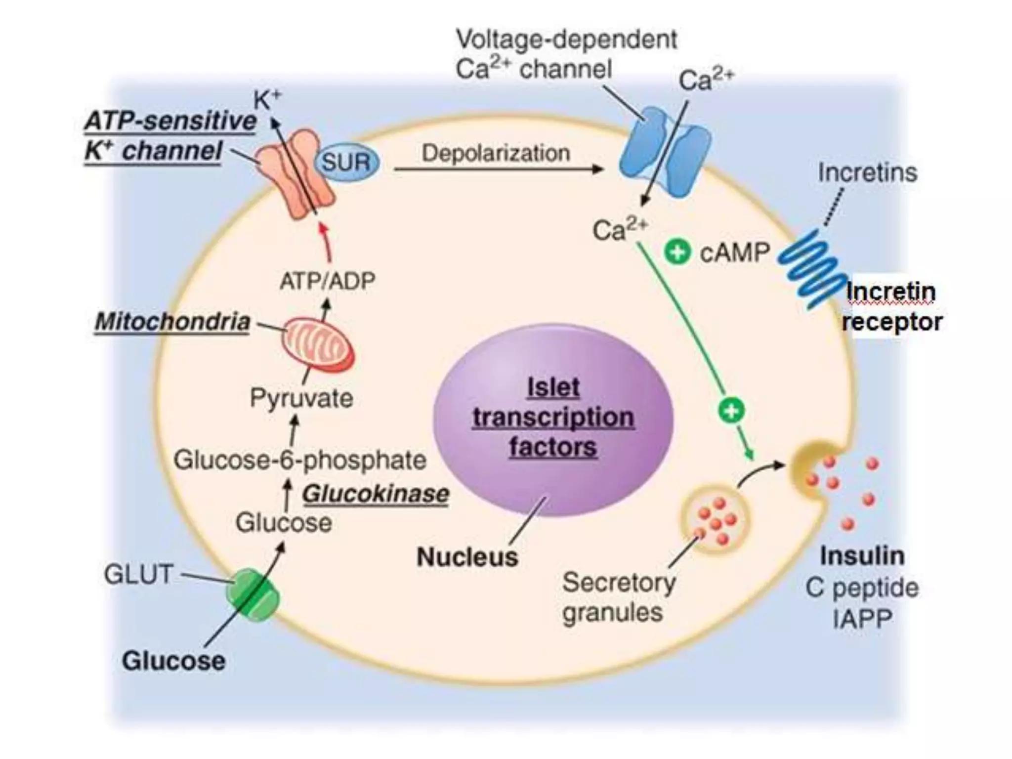 Oral antidiabetics | PPTX