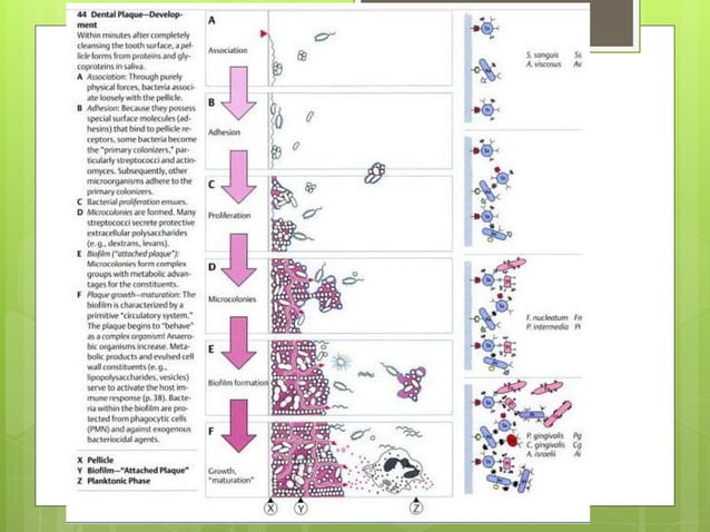 Oral biofilm and calculus.pdf