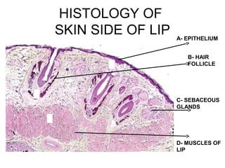 Oral biologyslides | PPT
