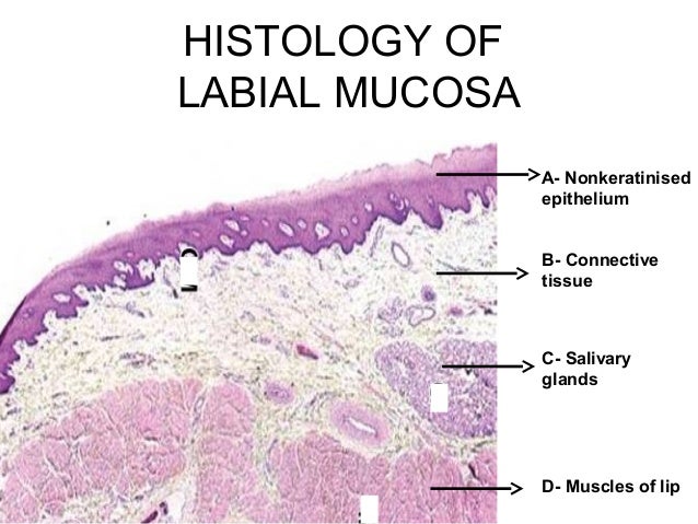 [DIAGRAM] Diagram Lip Mucosa - MYDIAGRAM.ONLINE