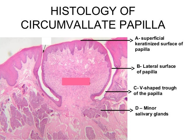 Vallate Papillae Labelled Histology