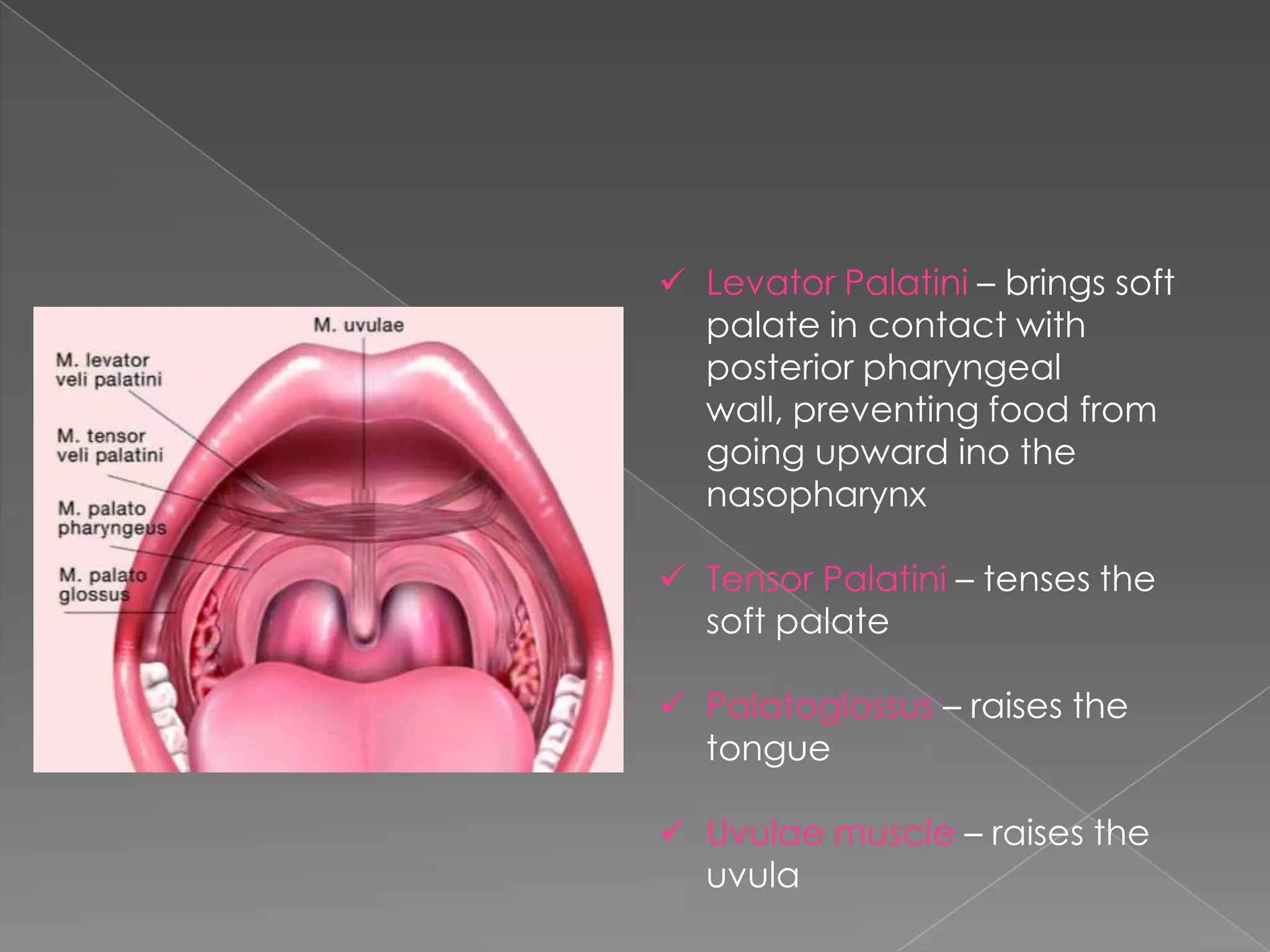 Oral cavity | PPTX