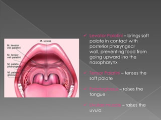 Oral cavity | PPTX