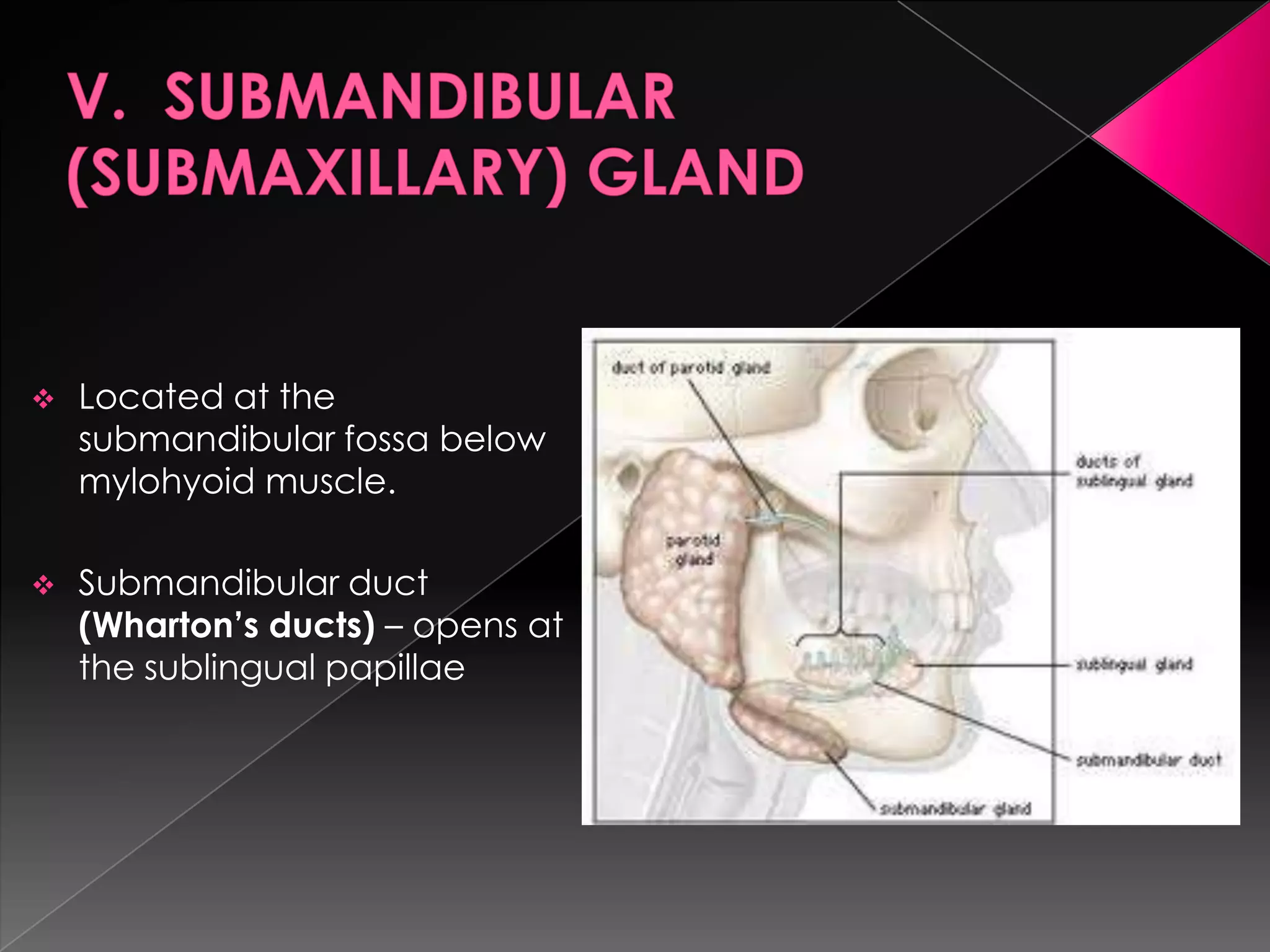 Oral Cavity | PPTX | Ear, Nose and Throat Conditions | Diseases and ...