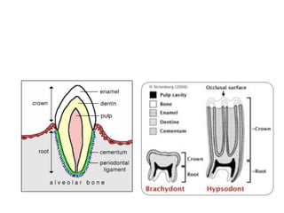 Congenital anomalies/Pathology of oral cavity in animals | PPTX
