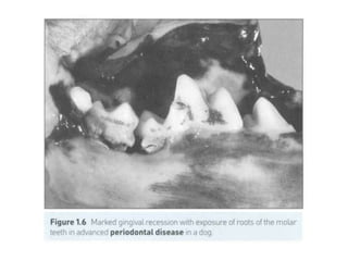 Congenital anomalies/Pathology of oral cavity in animals | PPTX