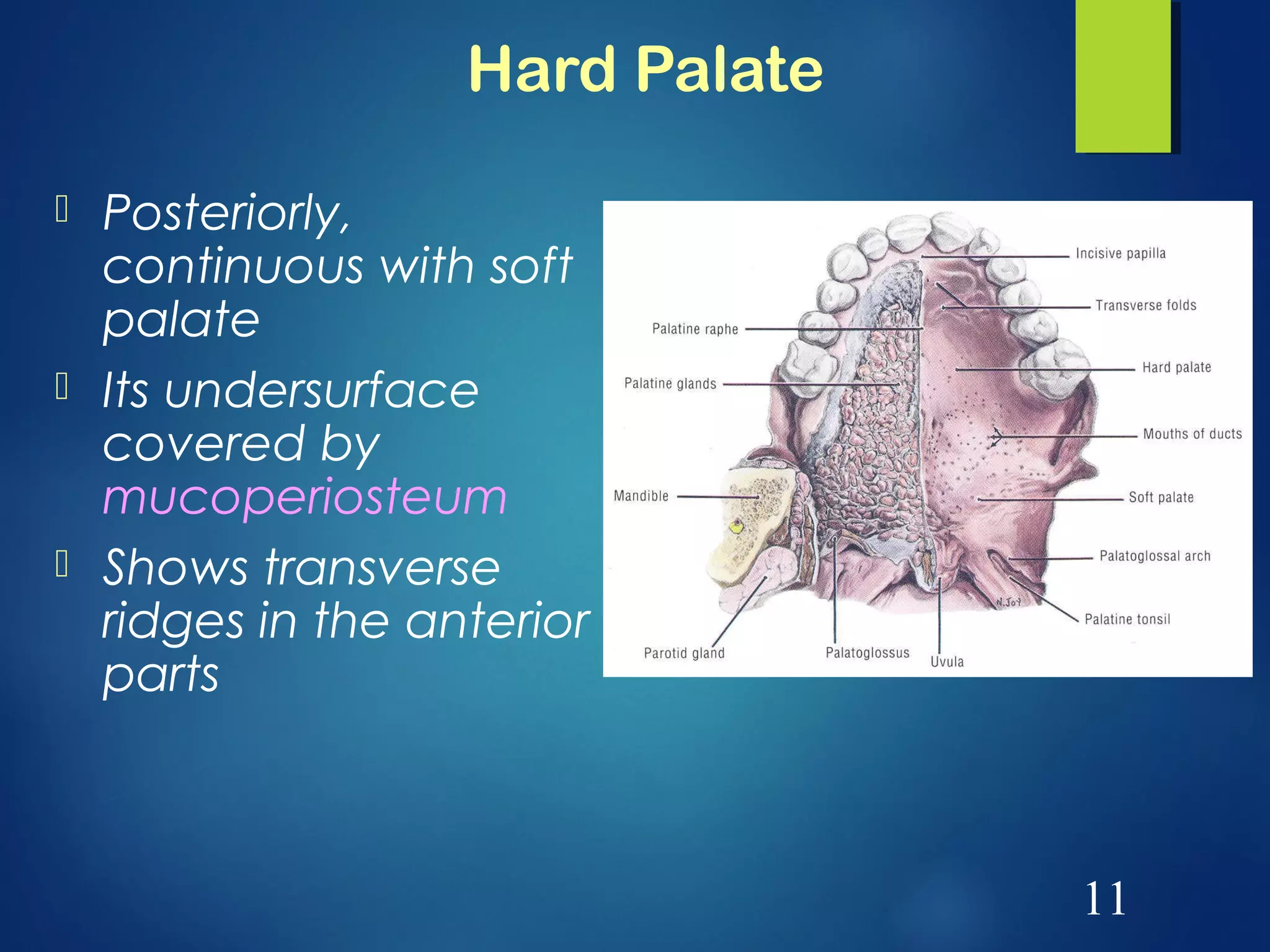 Oral cavity (Dentistry) | PPT