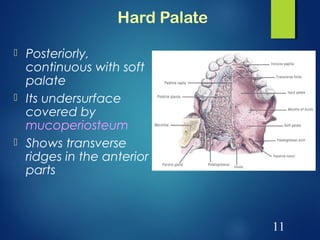 Oral cavity (Dentistry) | PPT