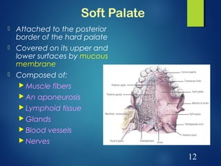 Oral cavity (Dentistry) | PPT