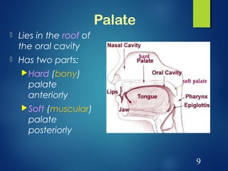 Oral cavity (Dentistry) | PPT