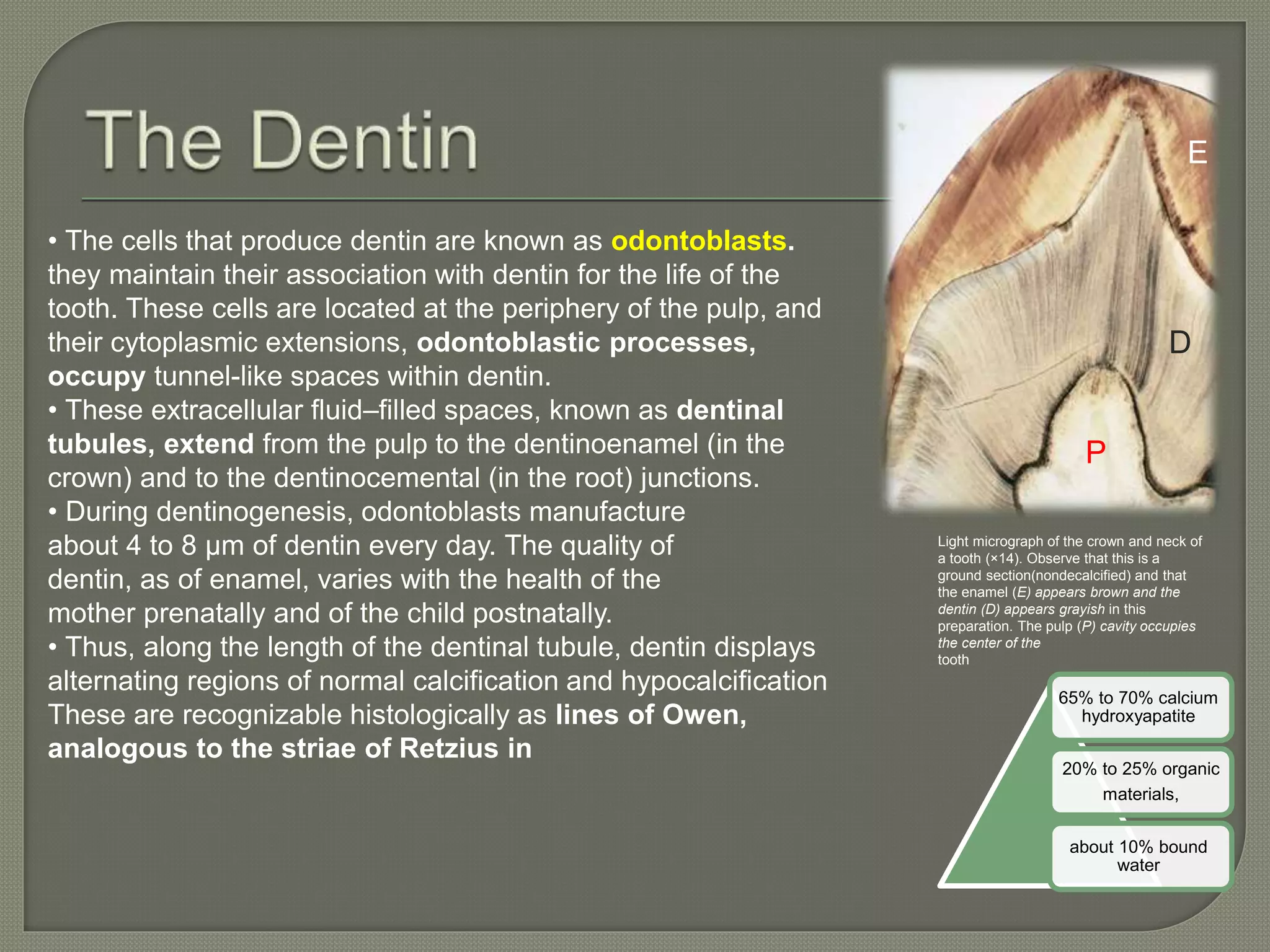 Oral cavity anatomy and histology | PPTX