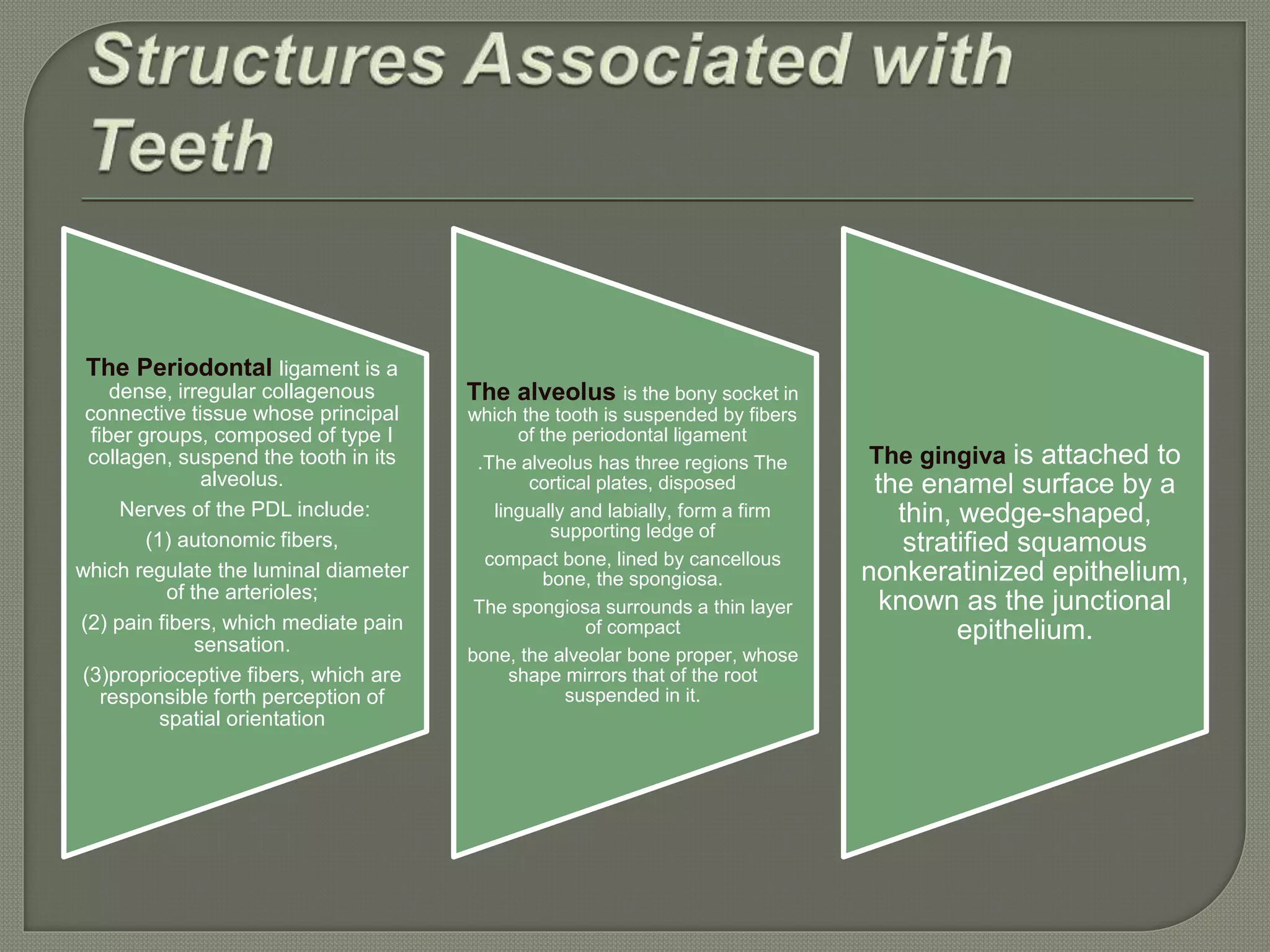 Oral cavity anatomy and histology | PPTX