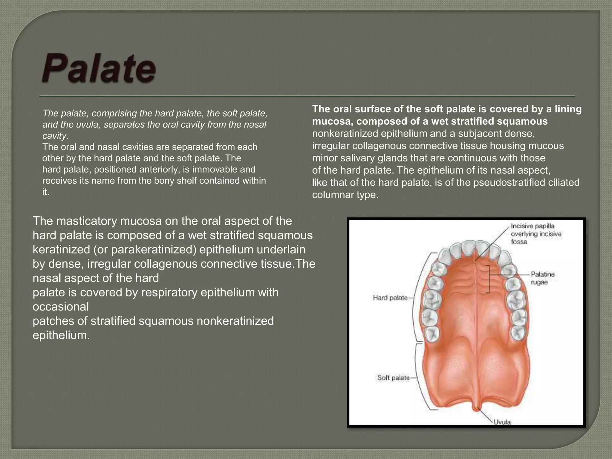 Oral cavity anatomy and histology | PPTX