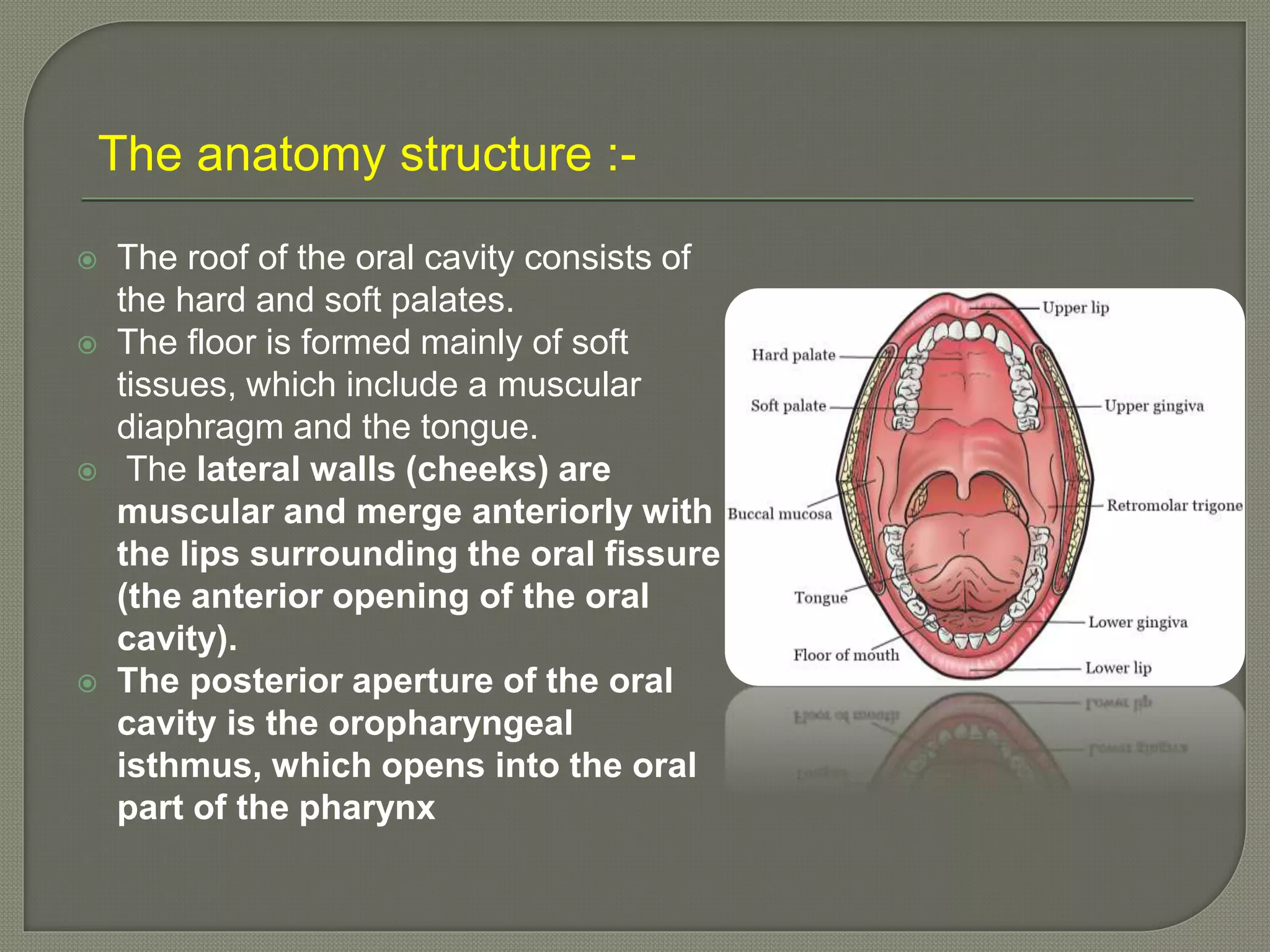 Oral cavity anatomy and histology | PPTX