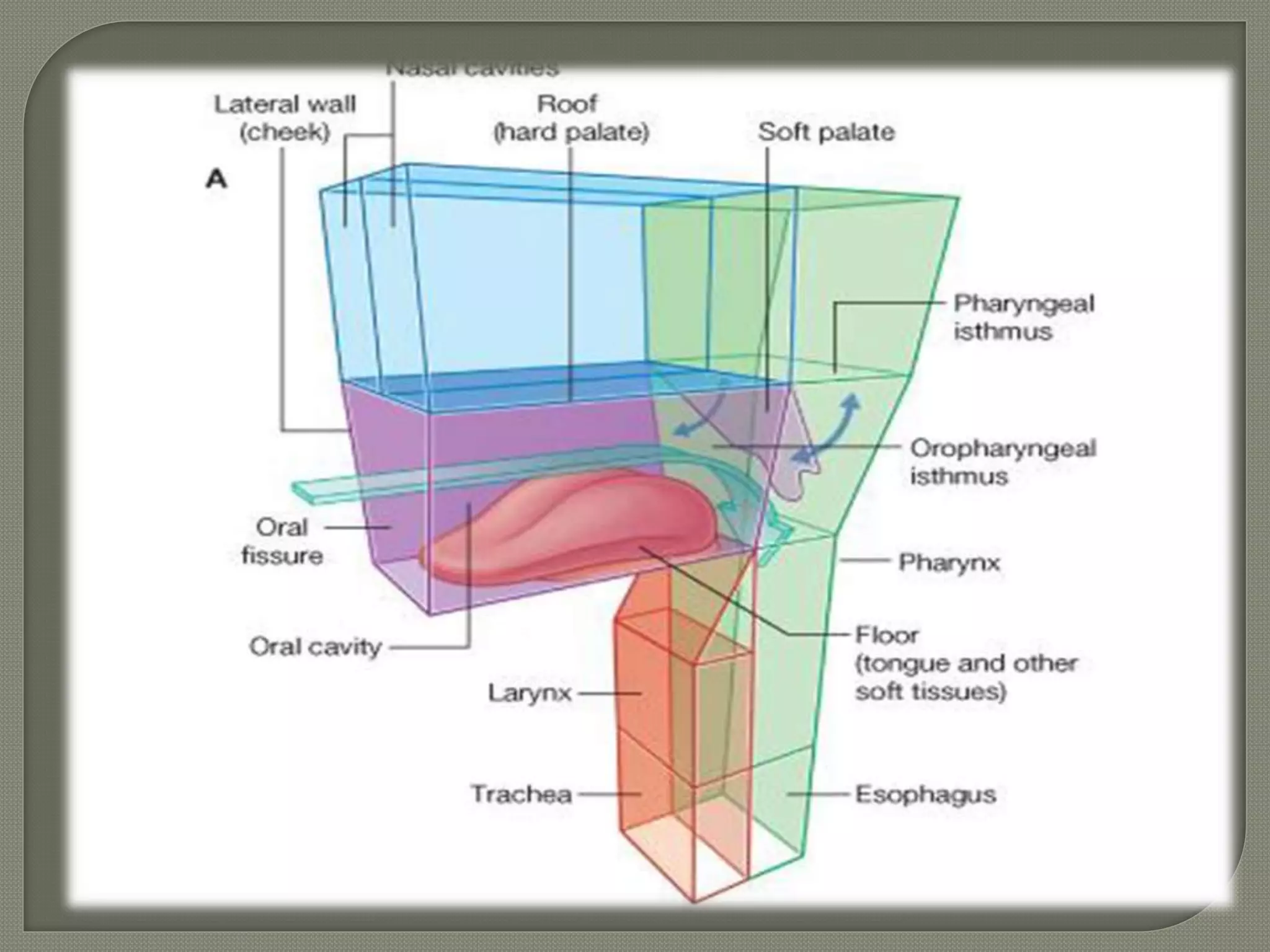 Oral cavity anatomy and histology | PPTX