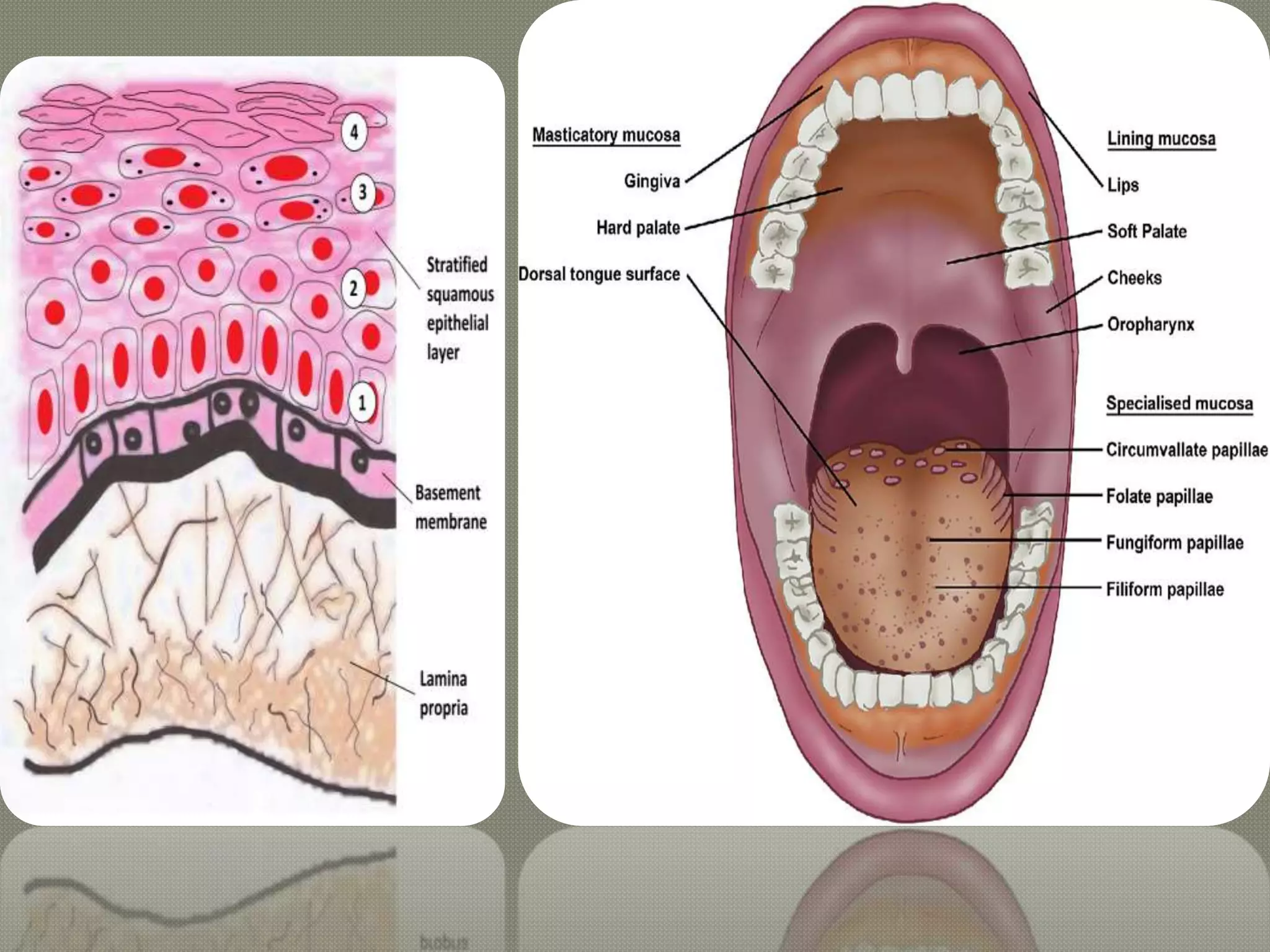 Histology Of The Oral Cavity Oral Mucosa Histology YouTube