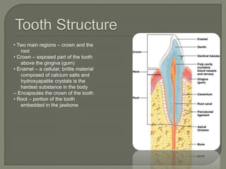 Oral cavity anatomy and histology | PPTX