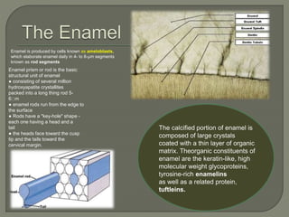 Oral cavity anatomy and histology | PPTX