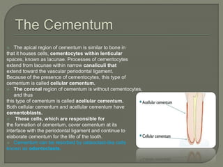 Oral cavity anatomy and histology | PPTX
