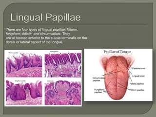 Oral cavity anatomy and histology | PPTX