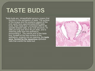 Oral cavity anatomy and histology | PPTX